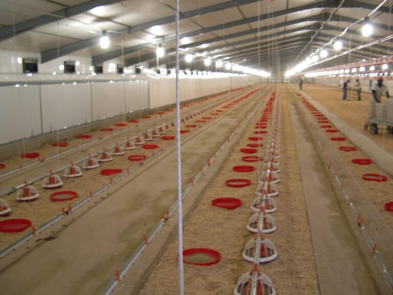 Poultry Structures – Mbongeni Poultry and Piggery Building Projects